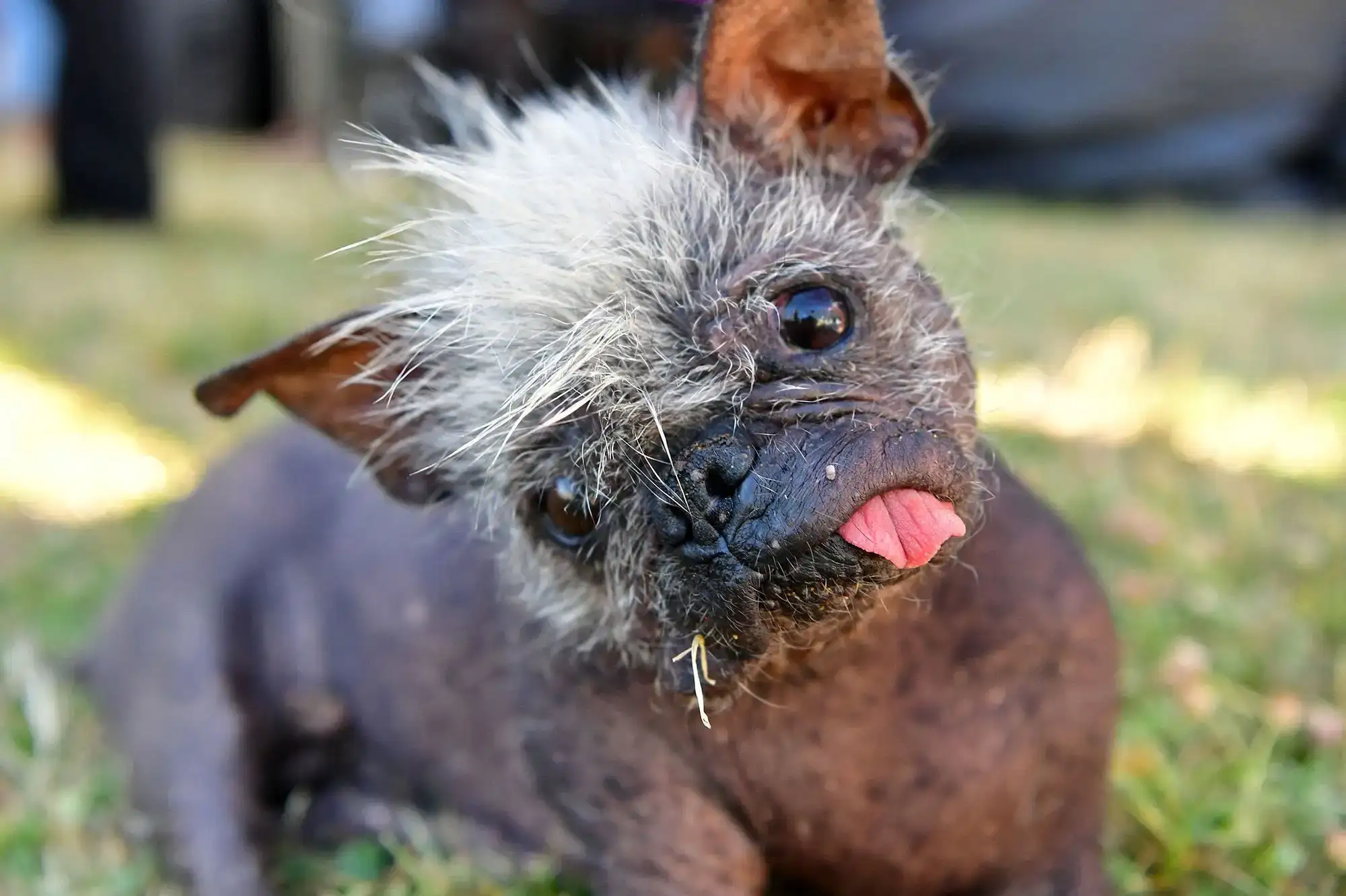 World's Ugliest Dog Contest Winners: From Wild Thang to Petunia (Full ...